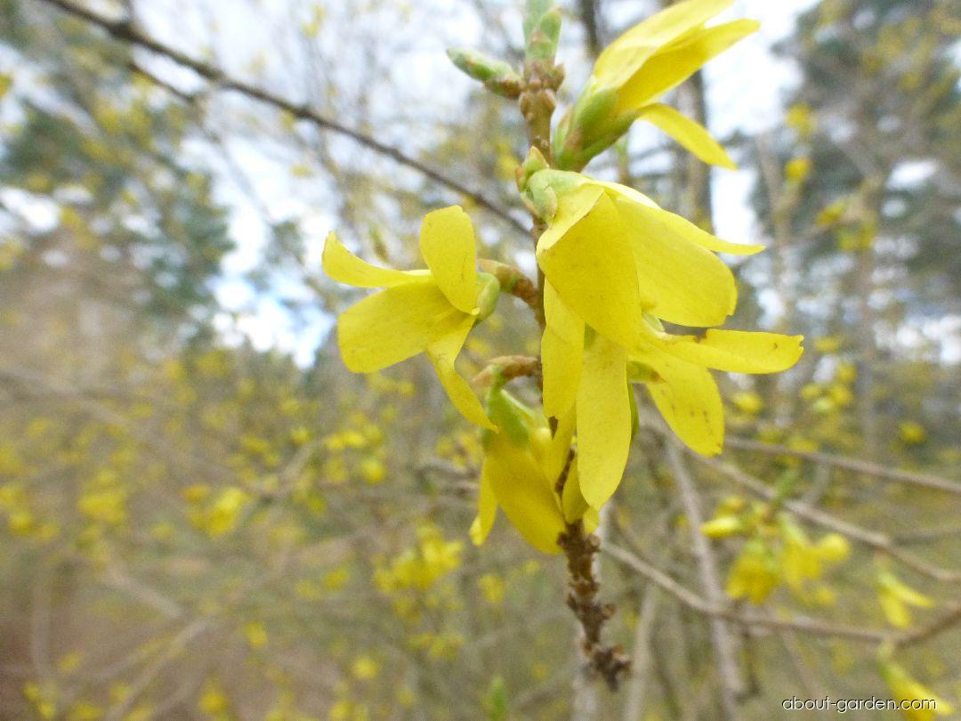 Photo Korean goldenbell tree | About-garden.com