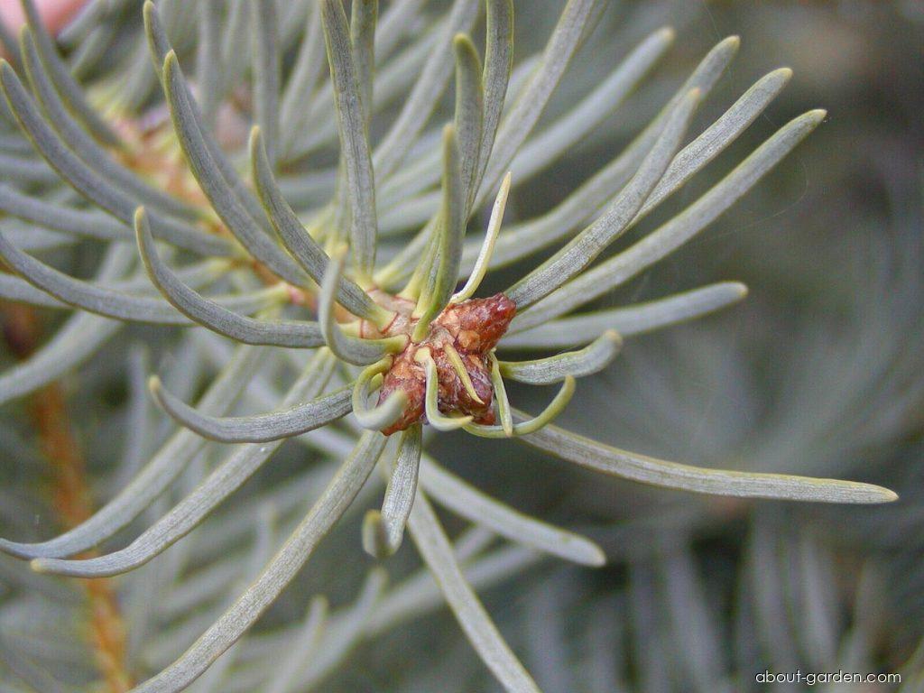 White Fir Flower
